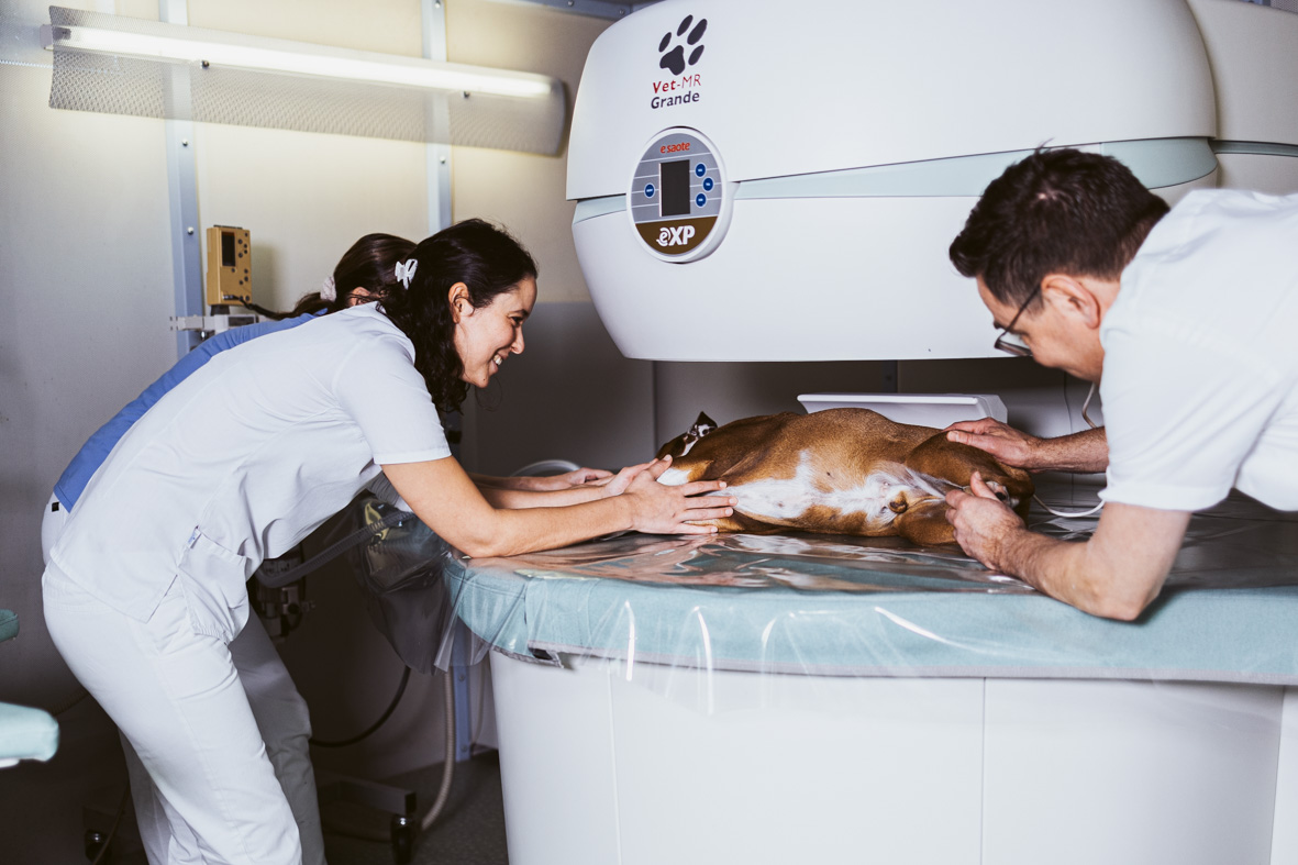 Modernes MRT - Tierarztpraxis Dr. König